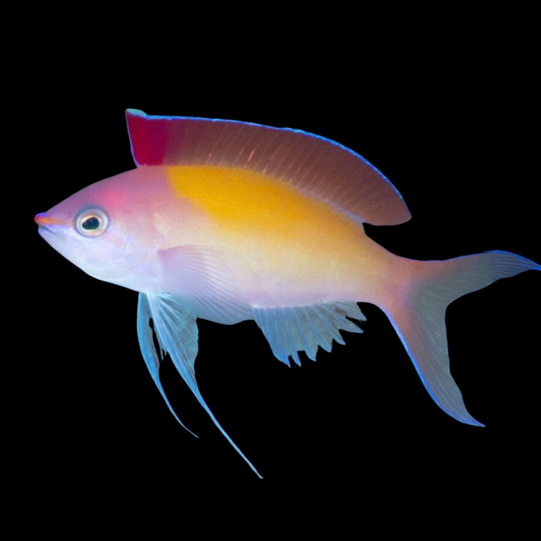 Dispar Anthias – Raging Reef