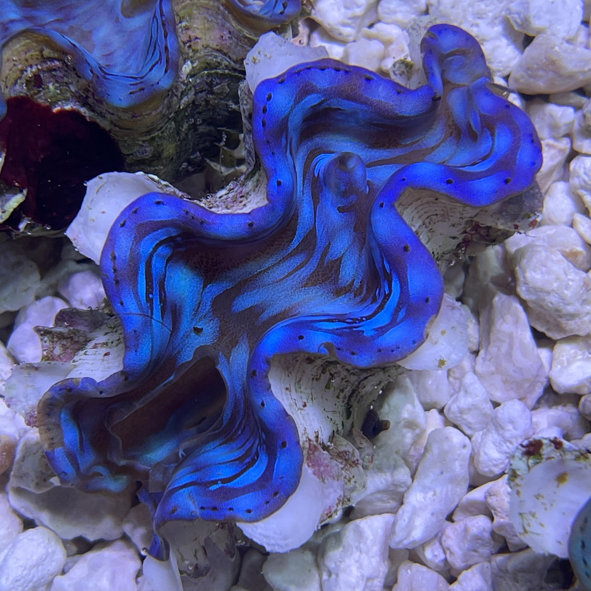 Clams – Raging Reef