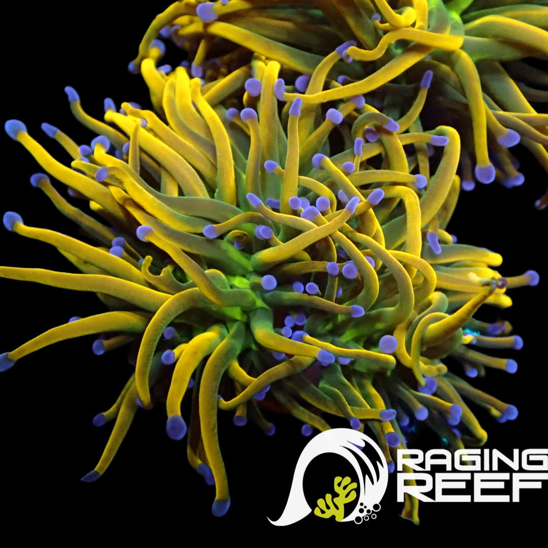 Rapunzel Torch – Raging Reef