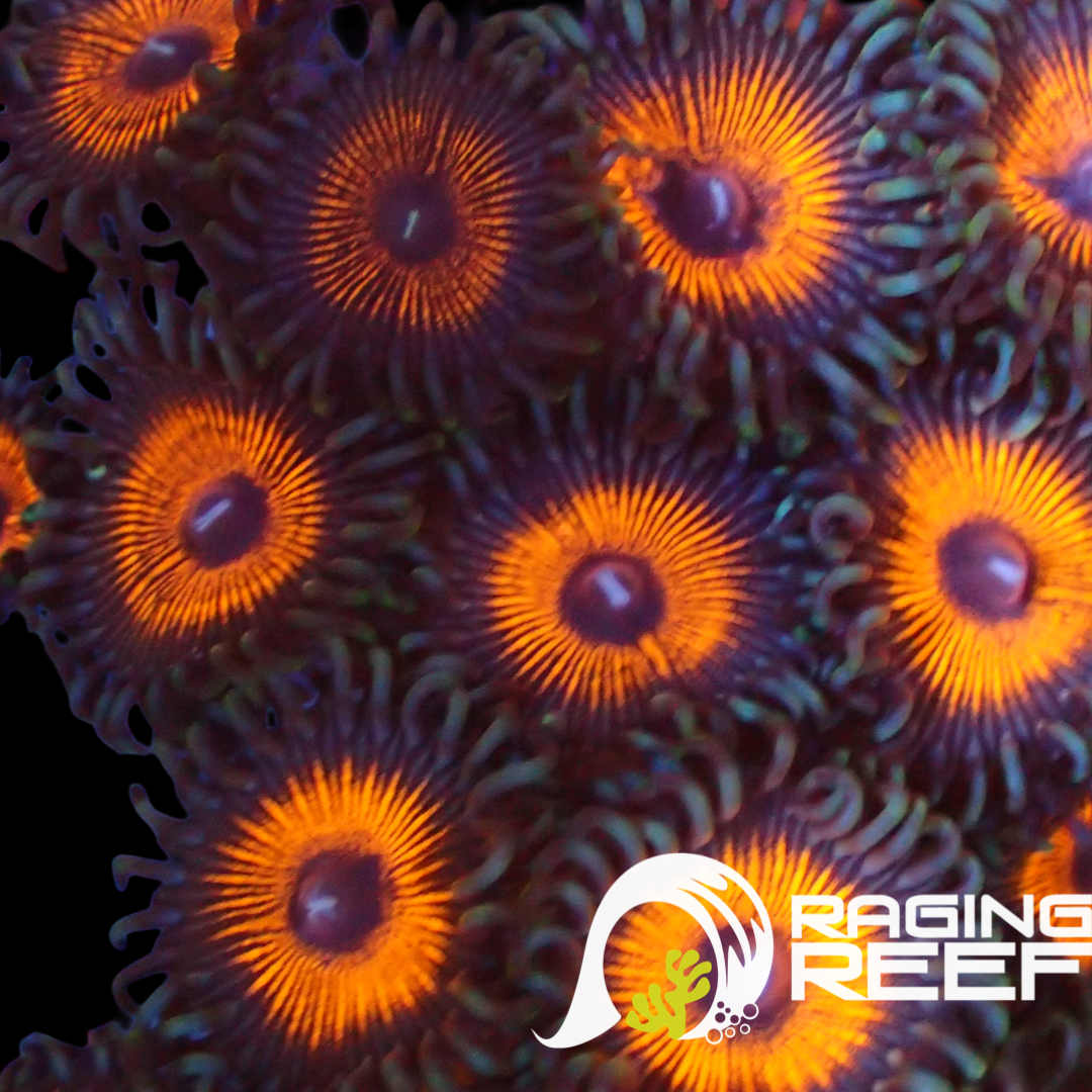 Armor of god zoas – Raging Reef