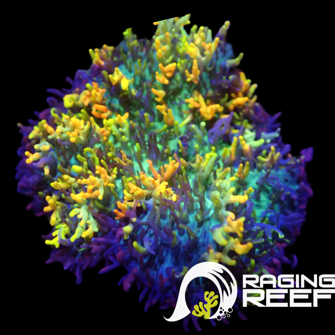 CC Magic carpet fire mushroom – Raging Reef