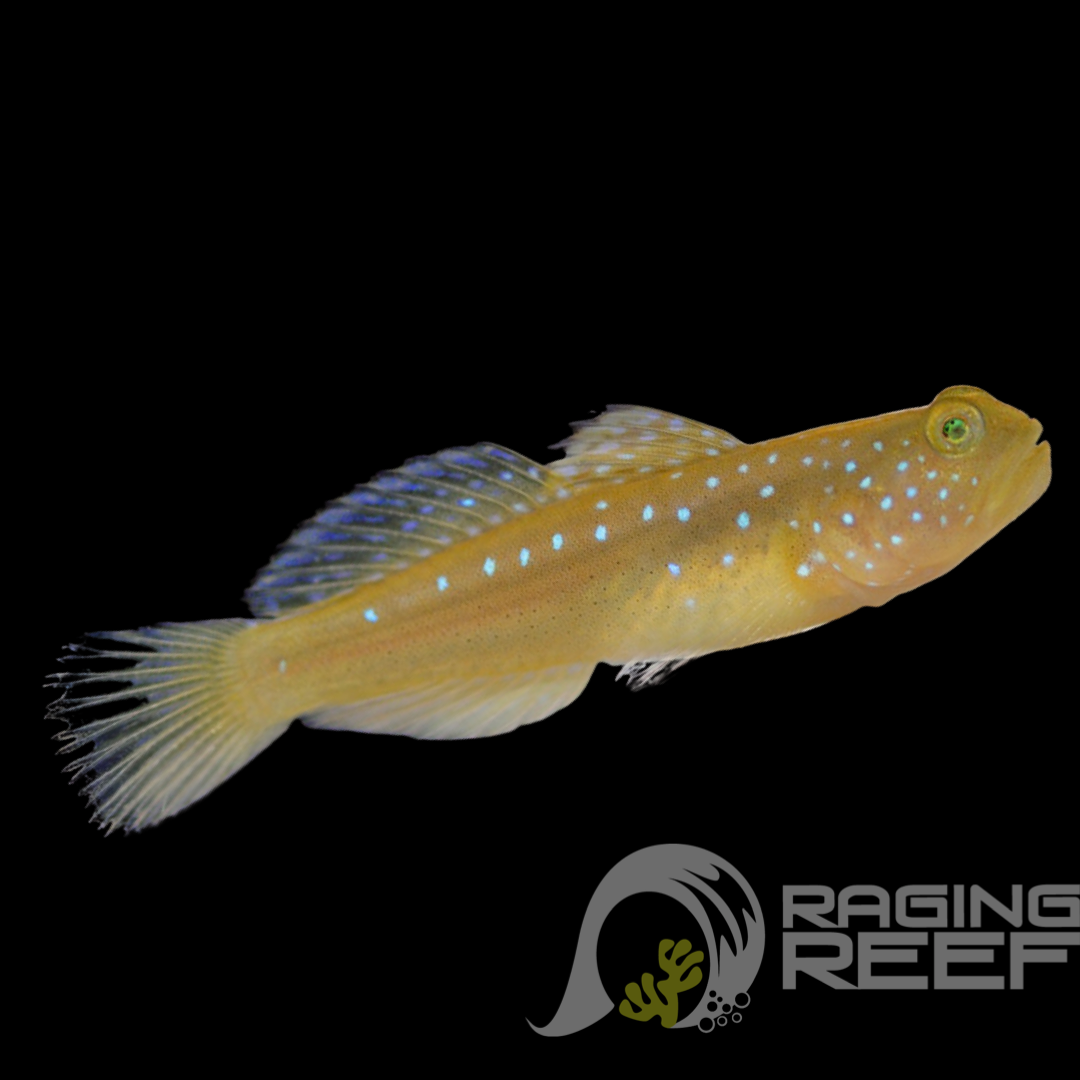 Yellow Watchman goby – Raging Reef