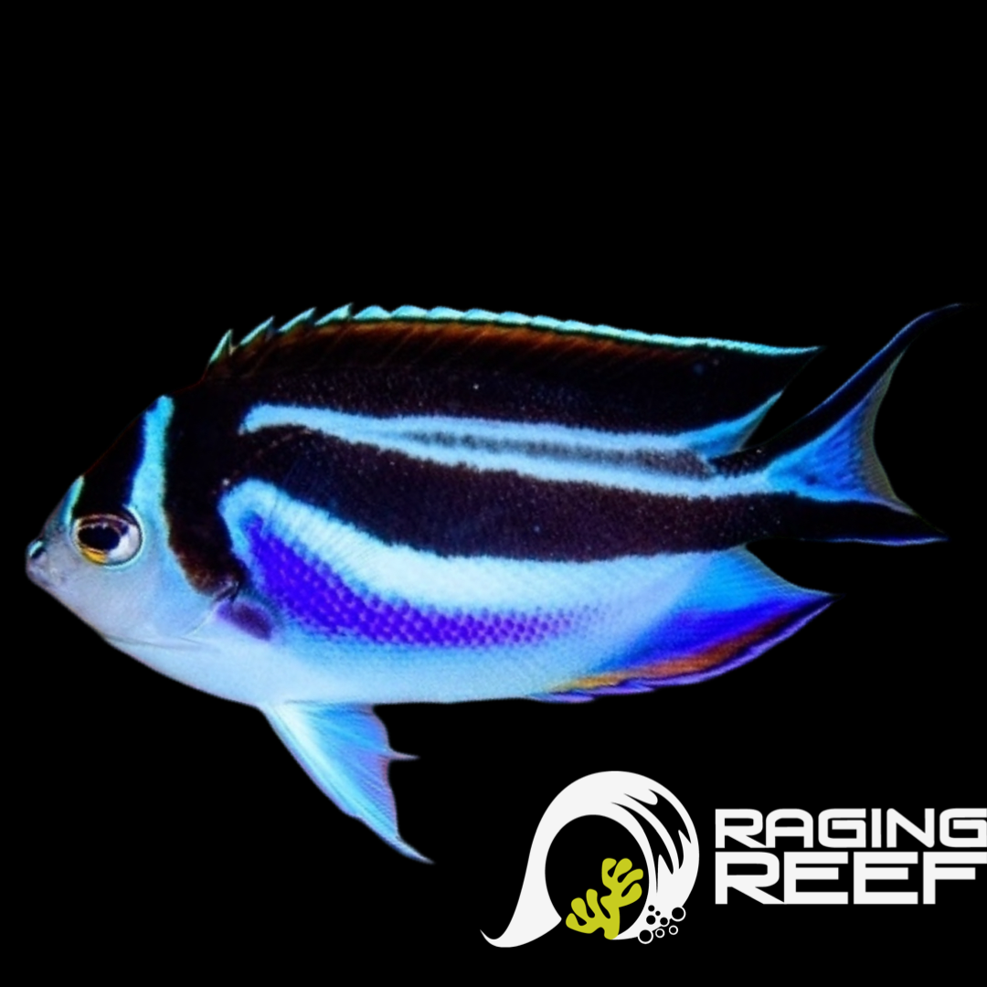 Bellus Angel Female (fully quarantined and reef acclimated) – Raging Reef