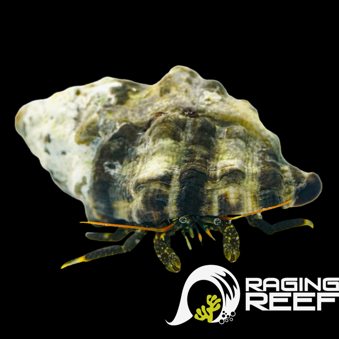 Dwarf yellow tip Hermit (Clibanarius) – Raging Reef