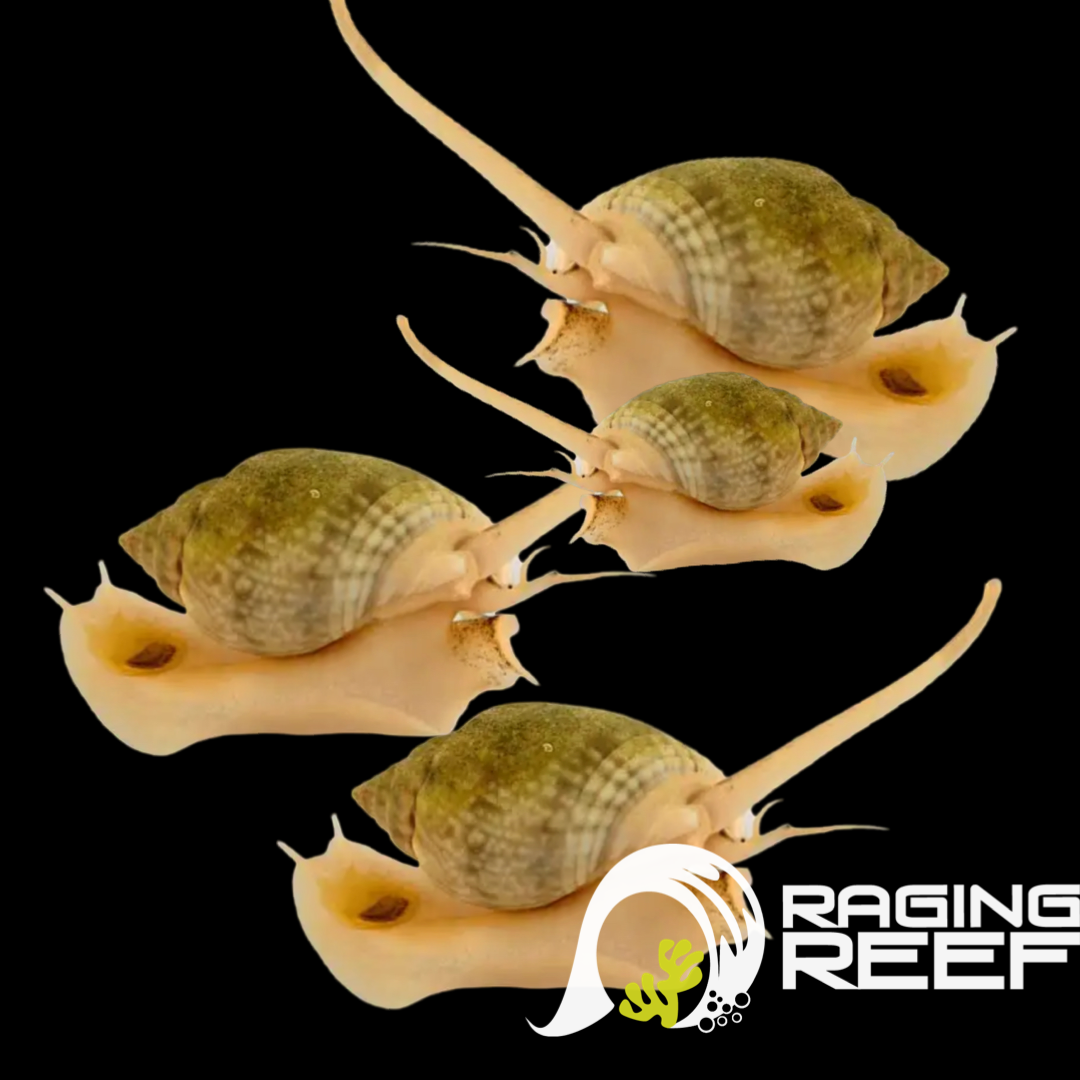 Nassarius Snail – Raging Reef