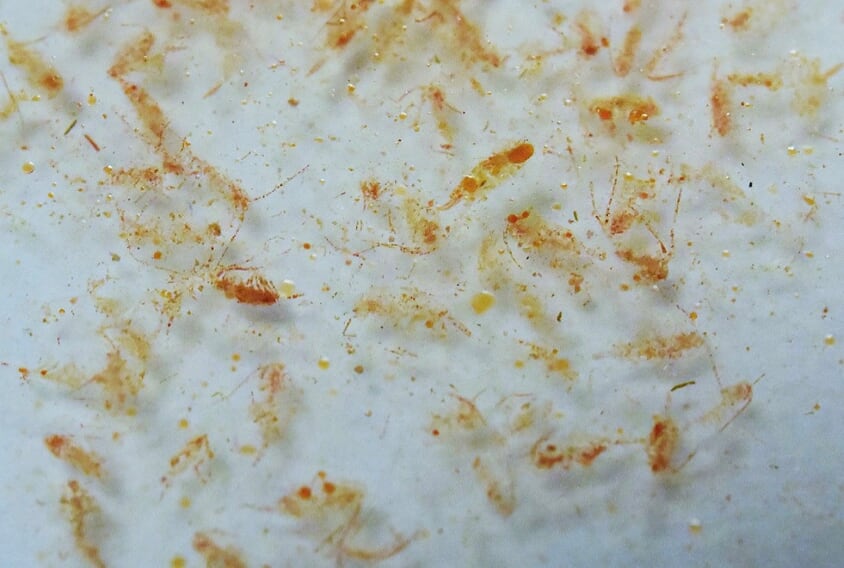 Fauna Marin 100% NATURAL OCEAN PLANKTON – Raging Reef