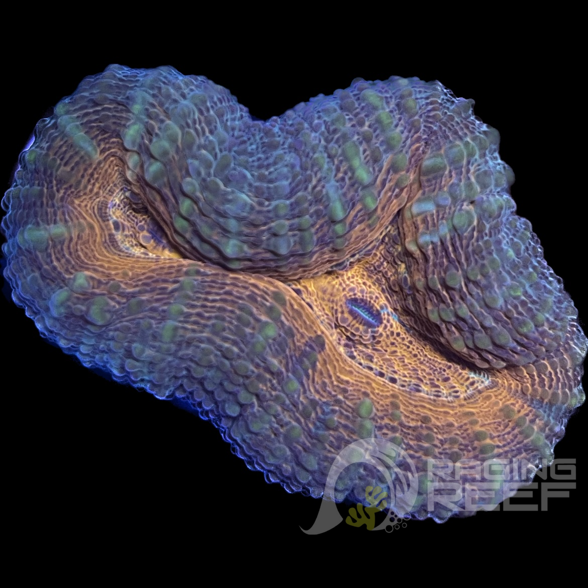 Lobo Frag – Raging Reef