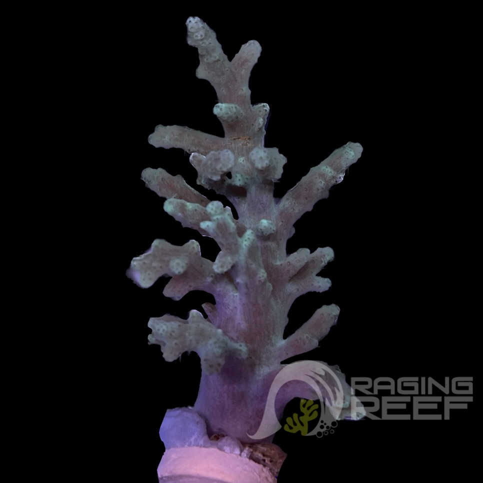 Green Kenya Tree frag – Raging Reef