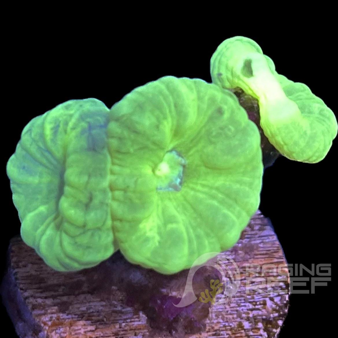 Kryptonite Candy Cane Frag – Raging Reef