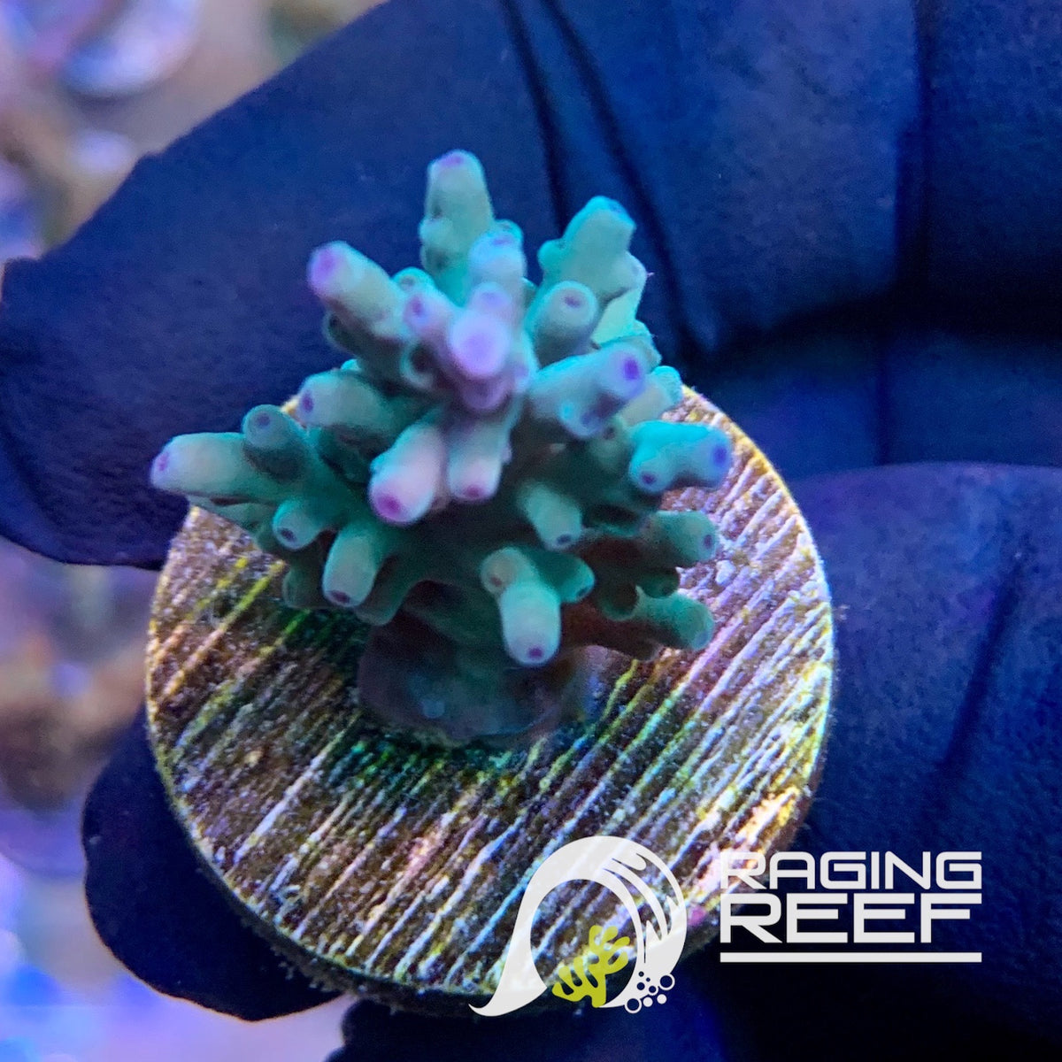 Hawkins Echinata Acropora frag – Raging Reef