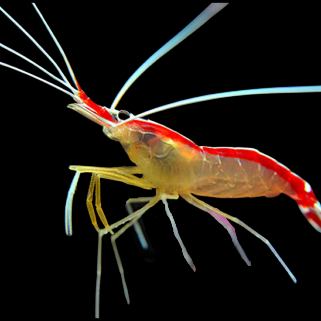 Cleaner Shrimp Small – Raging Reef