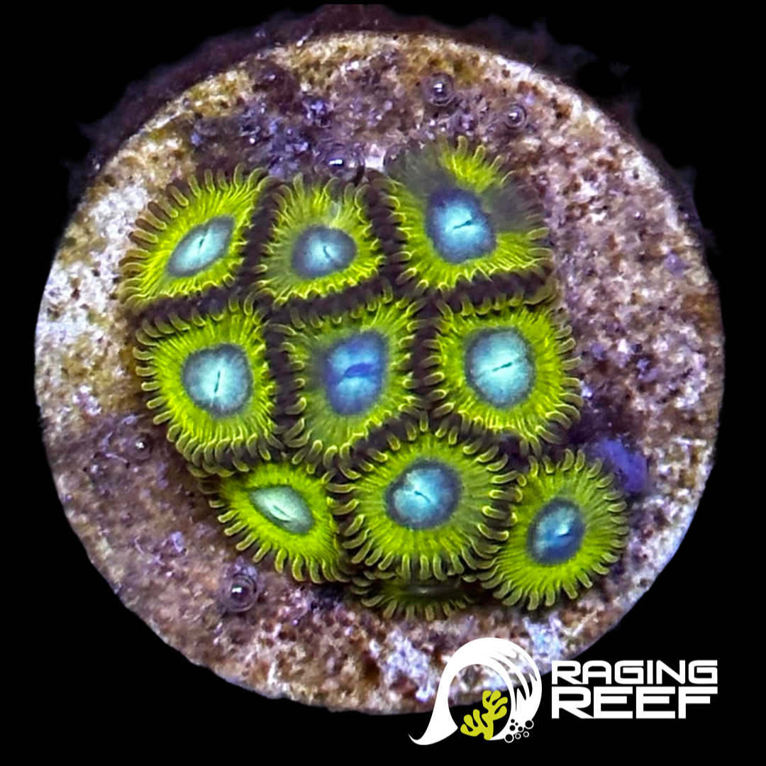 Pikachu zoas – Raging Reef