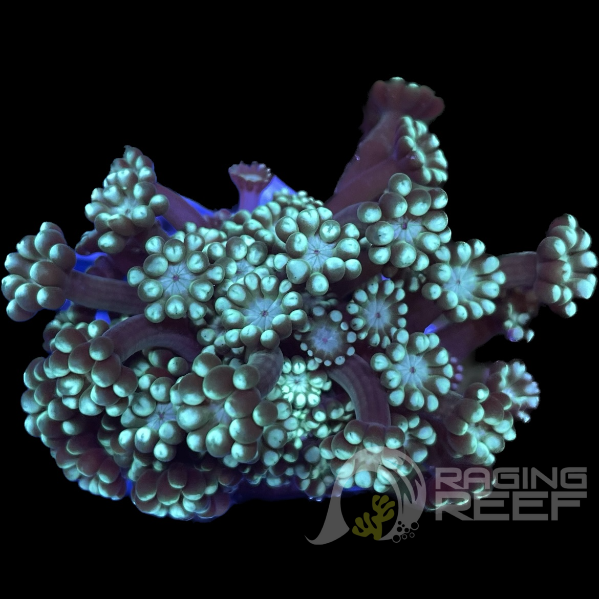 Green Alveopora frag – Raging Reef