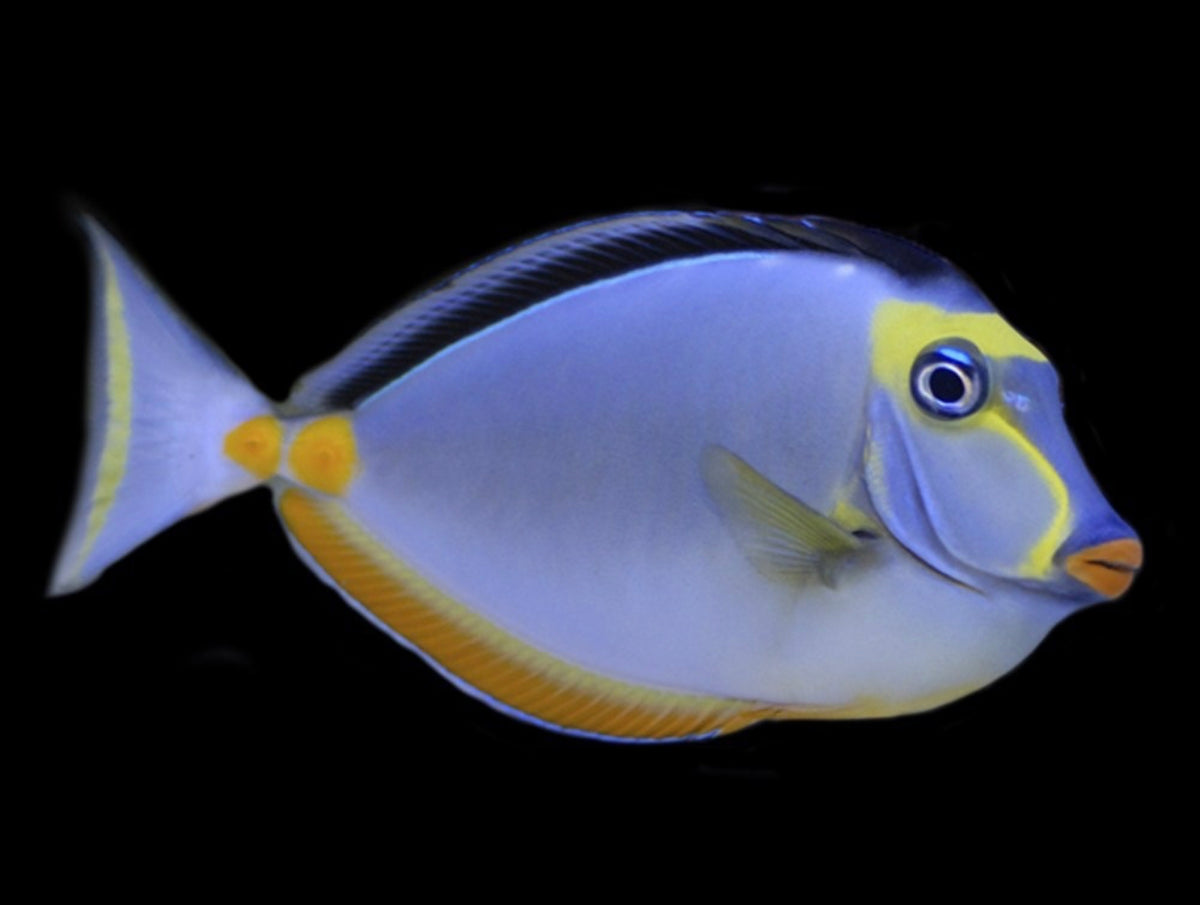 Naso Tang small – Raging Reef
