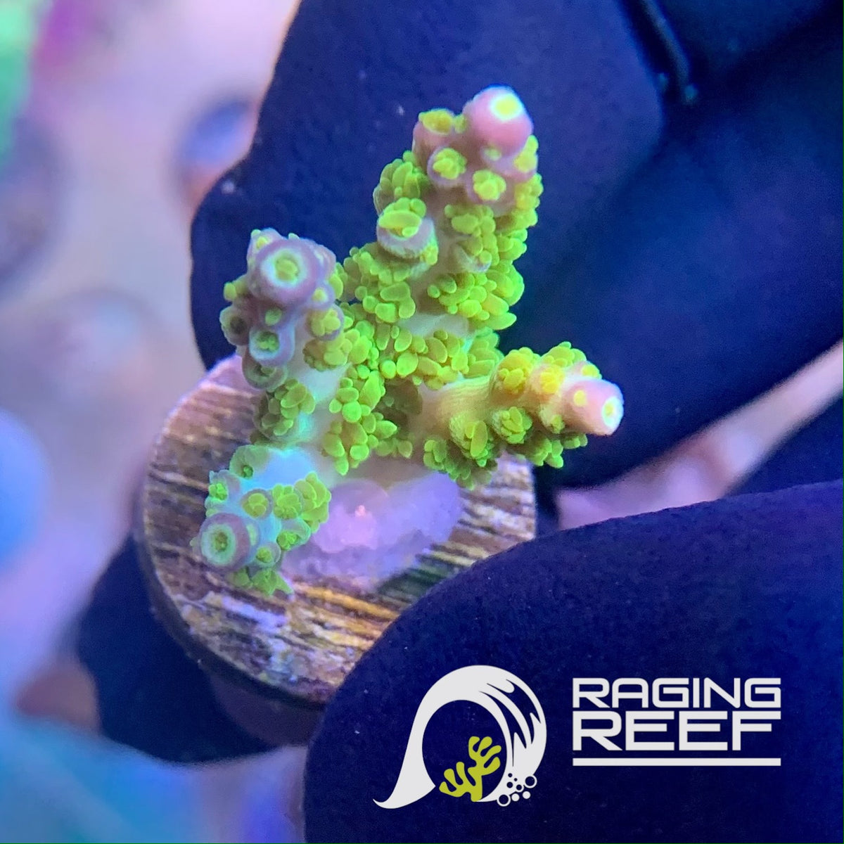 RR Marvin the Martian Acropora frag – Raging Reef