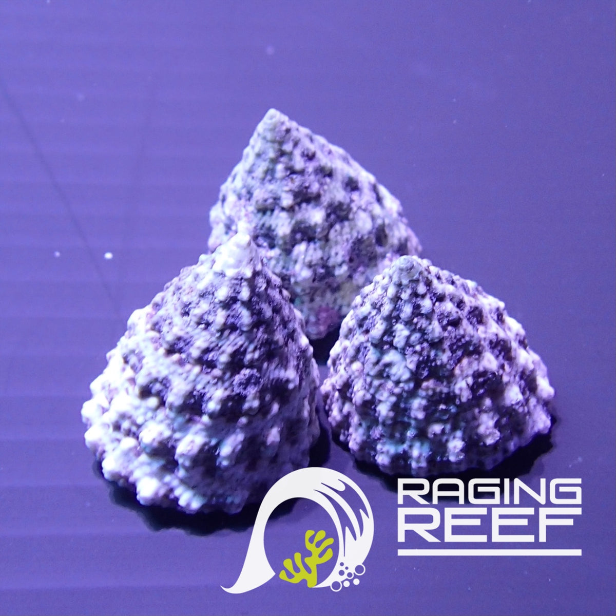 Astrea Snail – Raging Reef