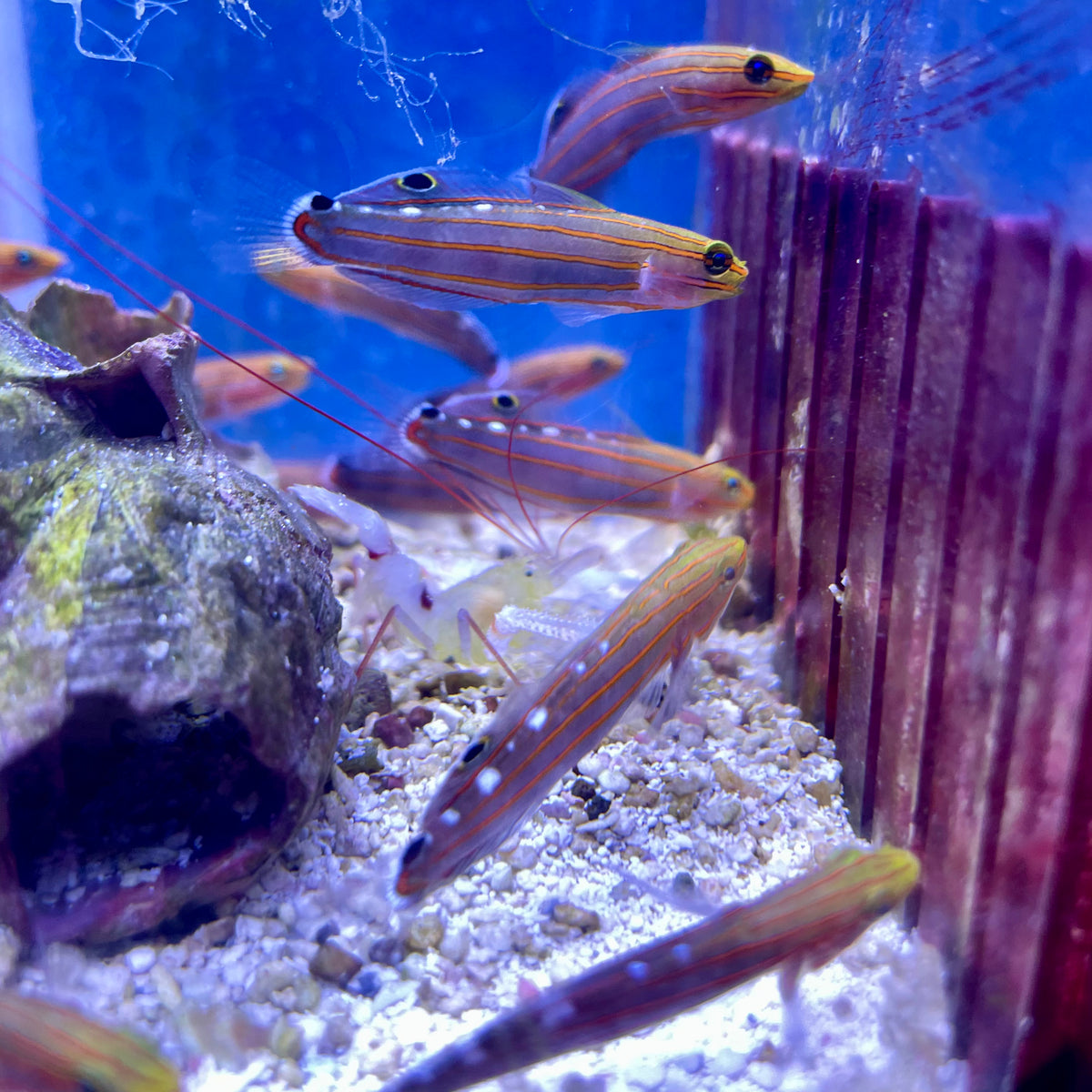 Rainfordi Goby – Raging Reef