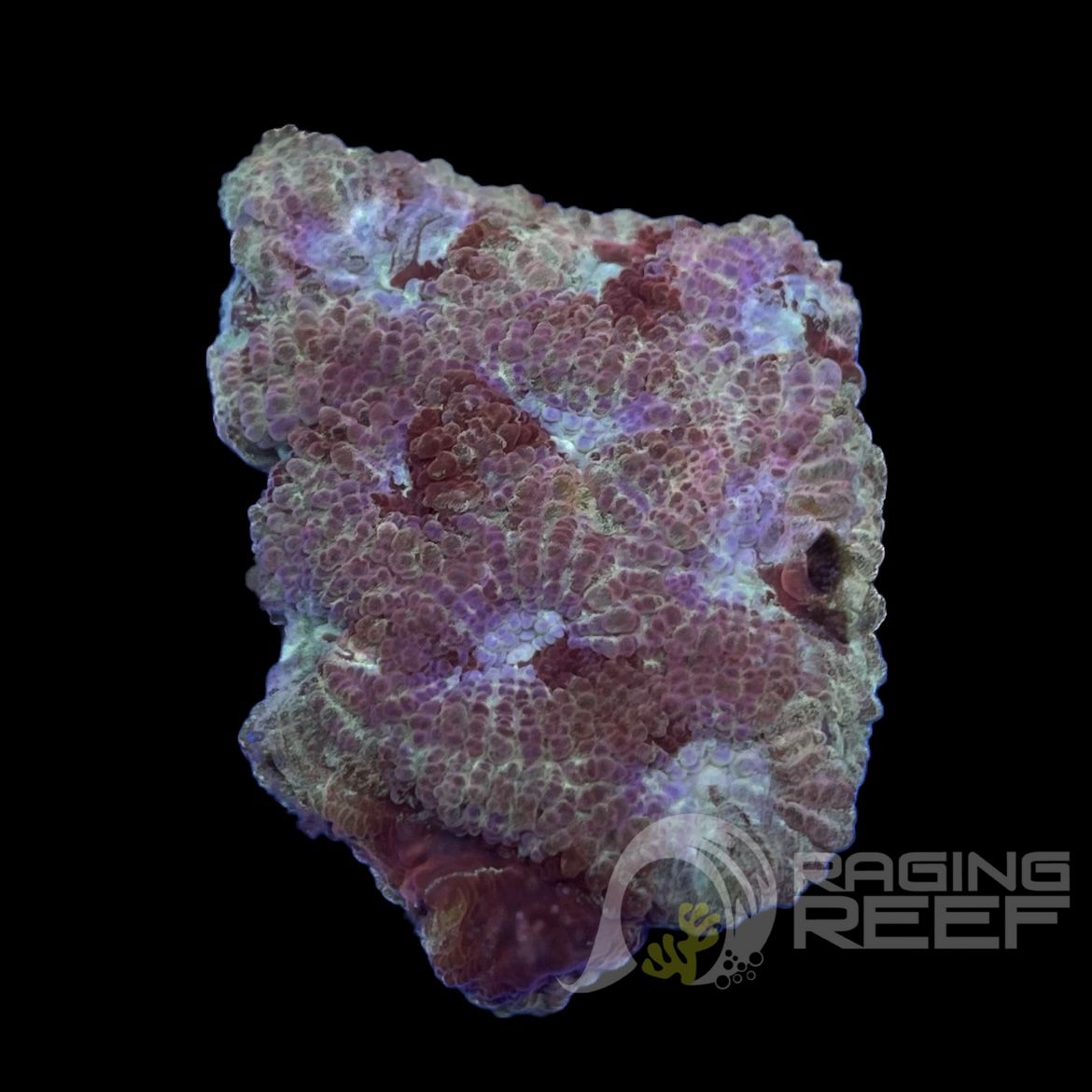 Favia frag – Raging Reef