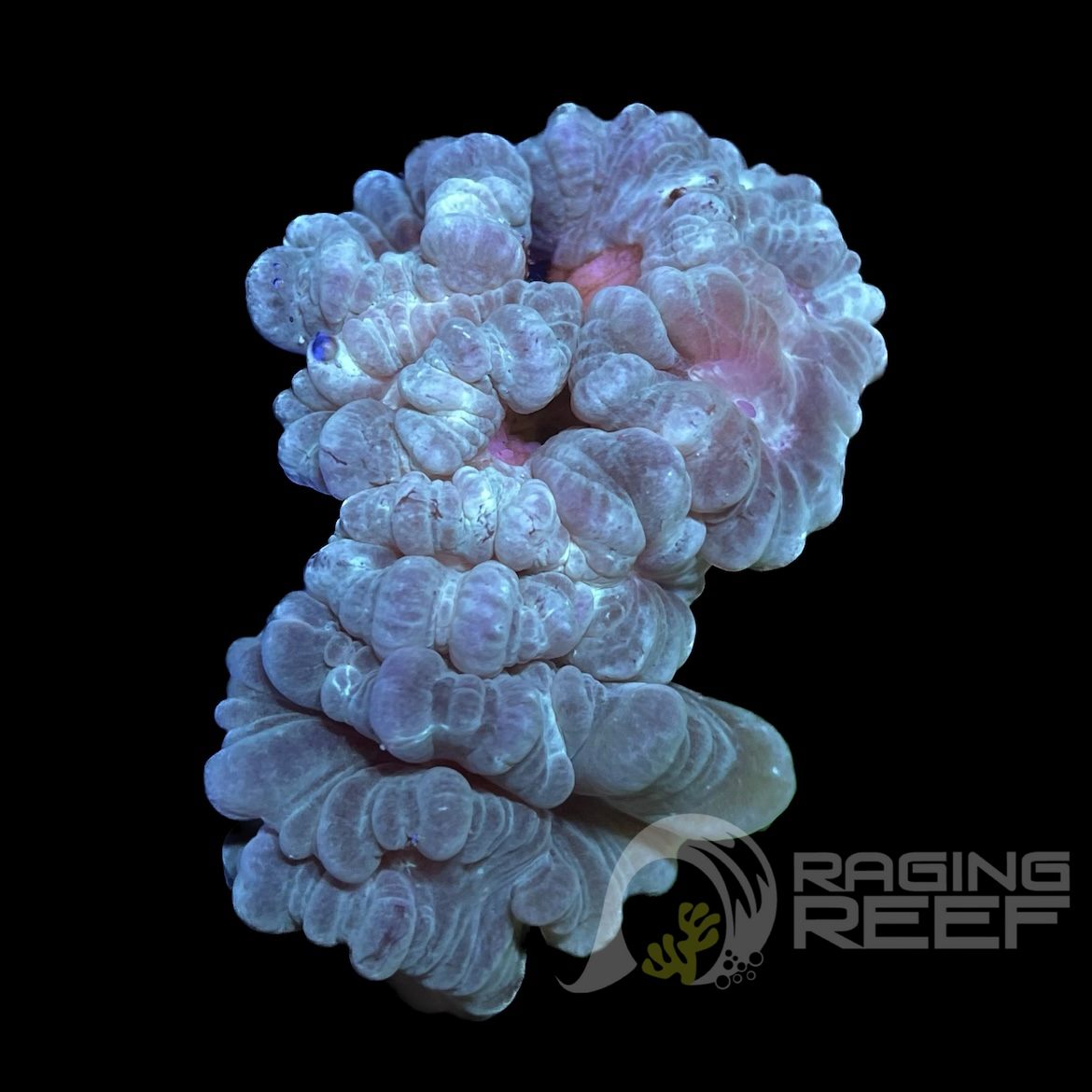 Neon Green Candy Cane Frag – Raging Reef